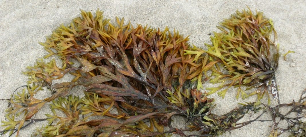 Meeresalgen als nachhaltige Rohstoffquelle nutzbar machen | Recyclingportal